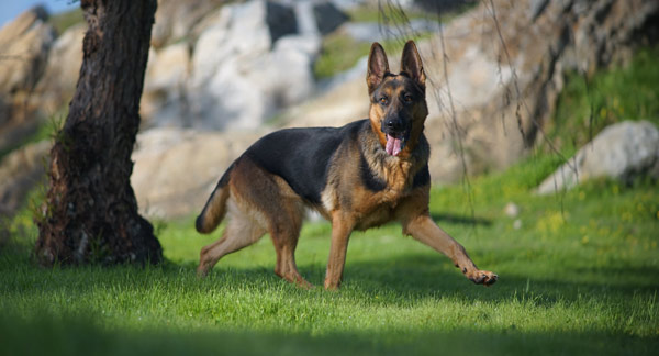 Available Trained Protection Dogs | Guard Dogs For Sale | Shield K9 Dogs