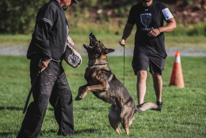 Fully Trained Protection Dogs For Sale | Guard Dogs For Sale | Shield ...