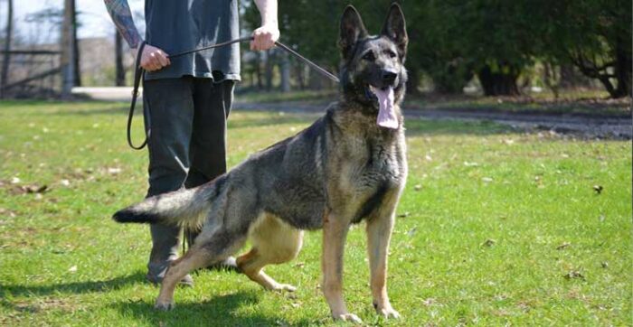 About Trained Protection Dogs | Trained Guard Dogs | Shield K9 Dogs