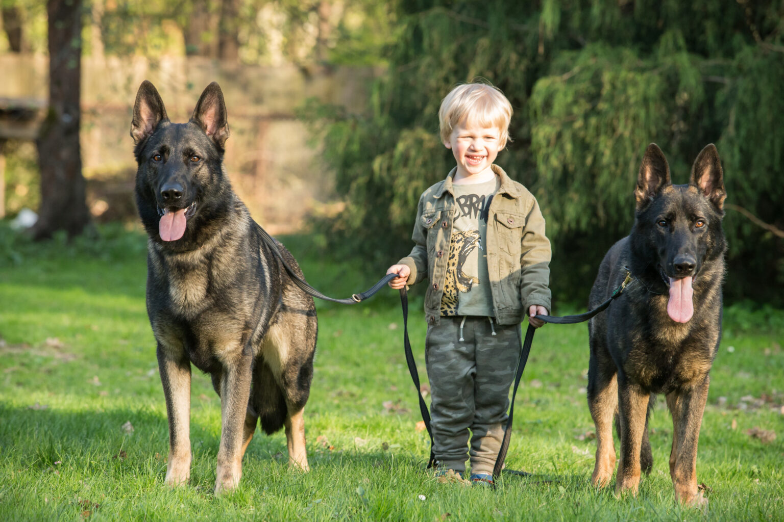 Customized Training Protection Dog Training Packages | Shield K9 Dogs