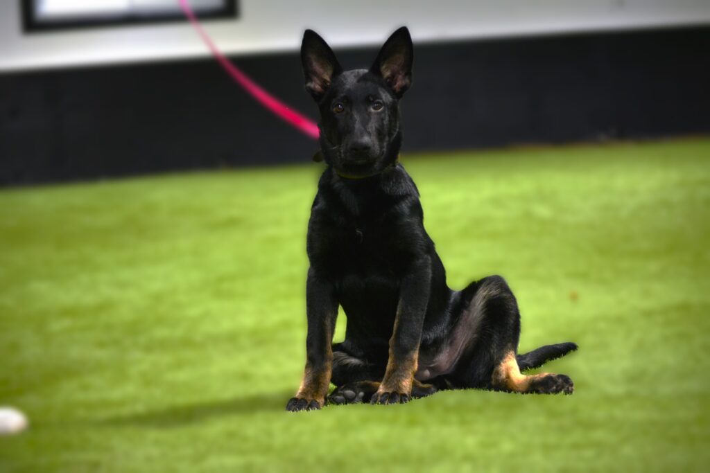 Customized Training Protection Dog Training Packages | Shield K9 Dogs