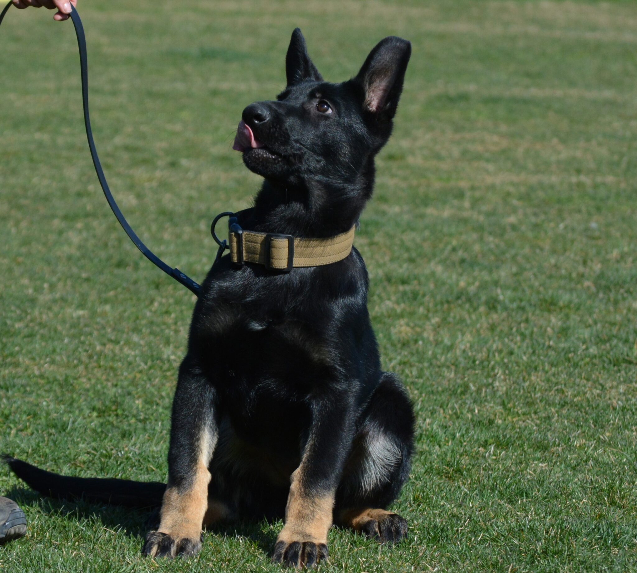 K9 Roman SOLD - ShieldK9 Dogs