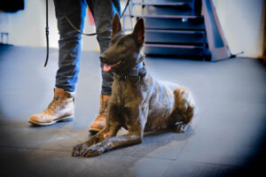 Fully Trained Protection Dogs For Sale | Guard Dogs For Sale | Shield ...