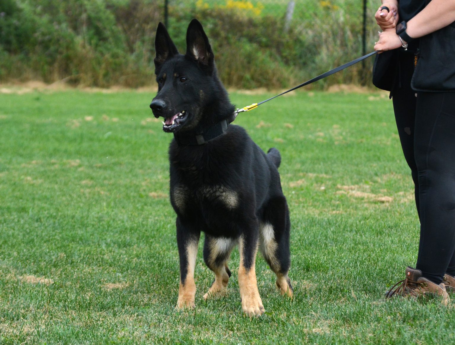 K9 Lola - ShieldK9 Dogs