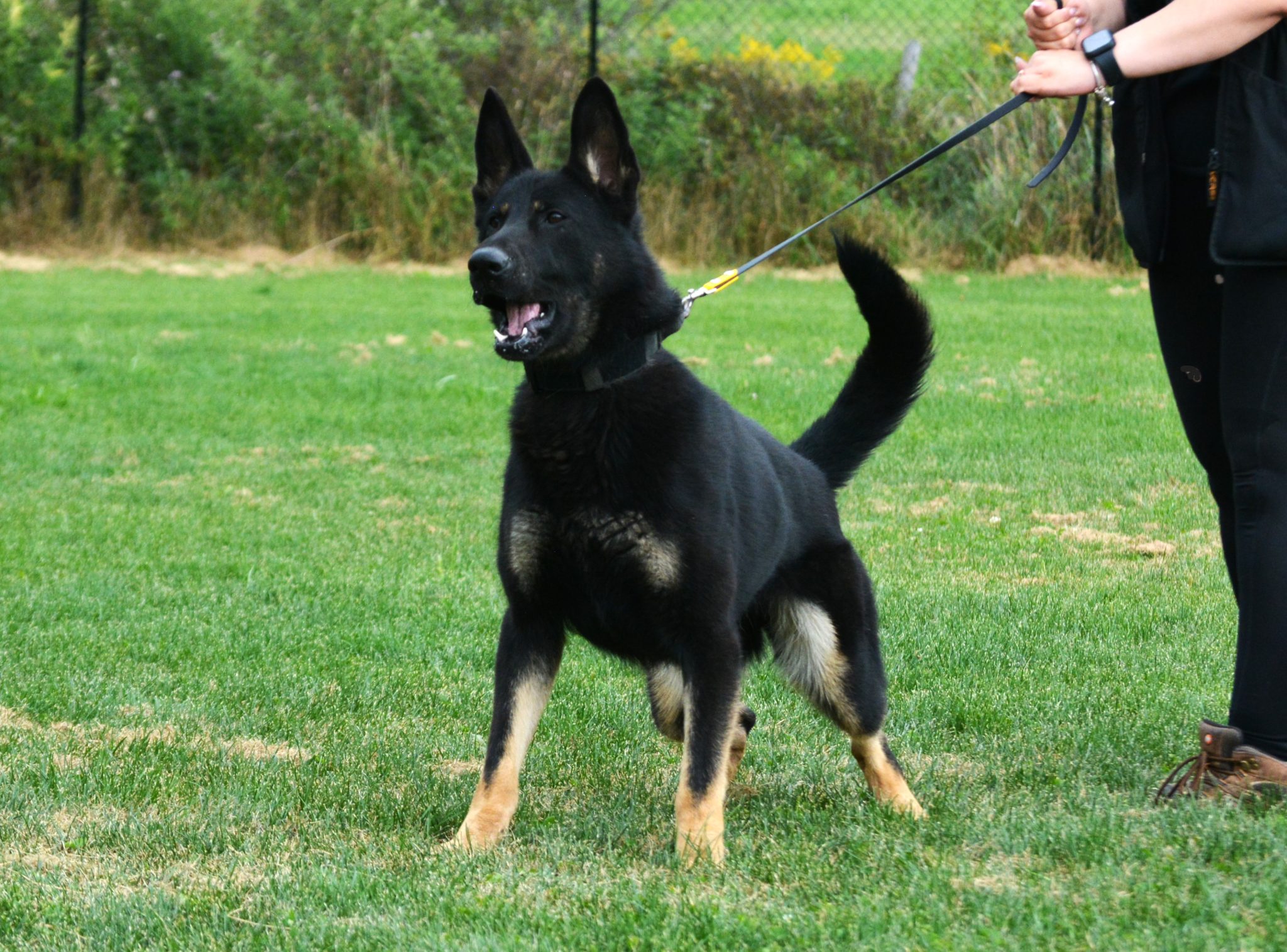 K9 Lola - ShieldK9 Dogs