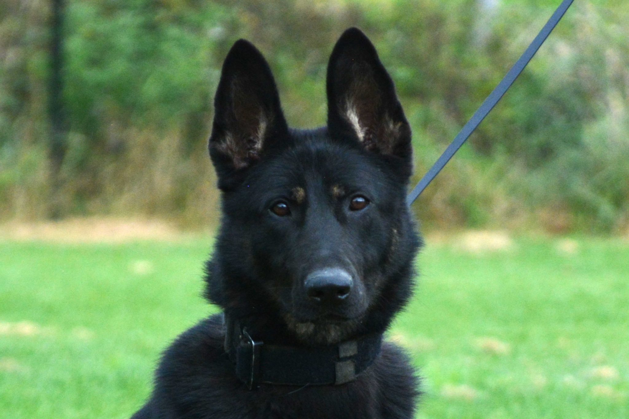 K9 Lola - ShieldK9 Dogs