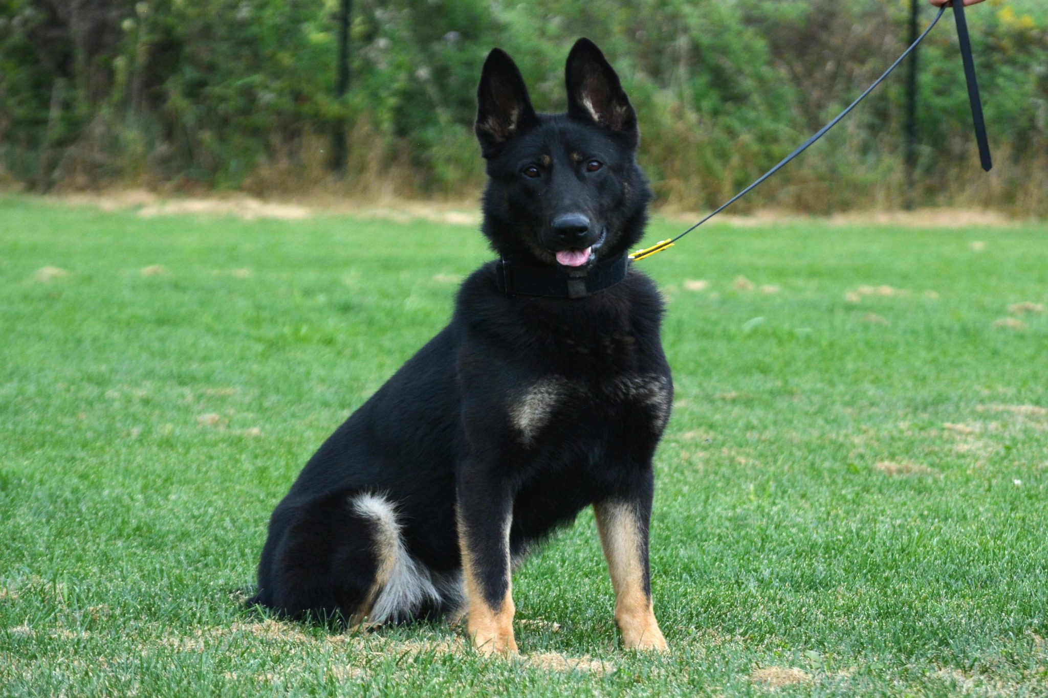 K9 Lola - ShieldK9 Dogs