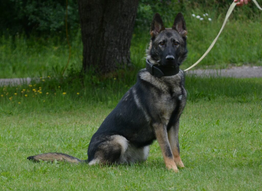 K9 Hemi - SOLD - ShieldK9 Dogs