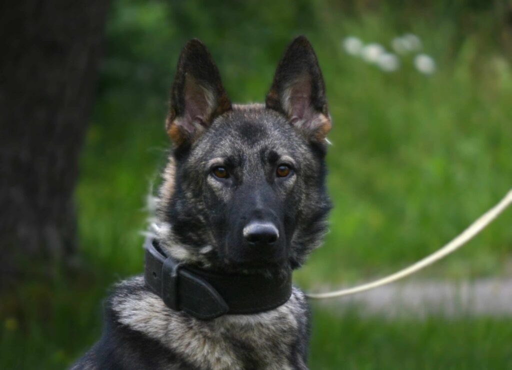 K9 Hemi - SOLD - ShieldK9 Dogs
