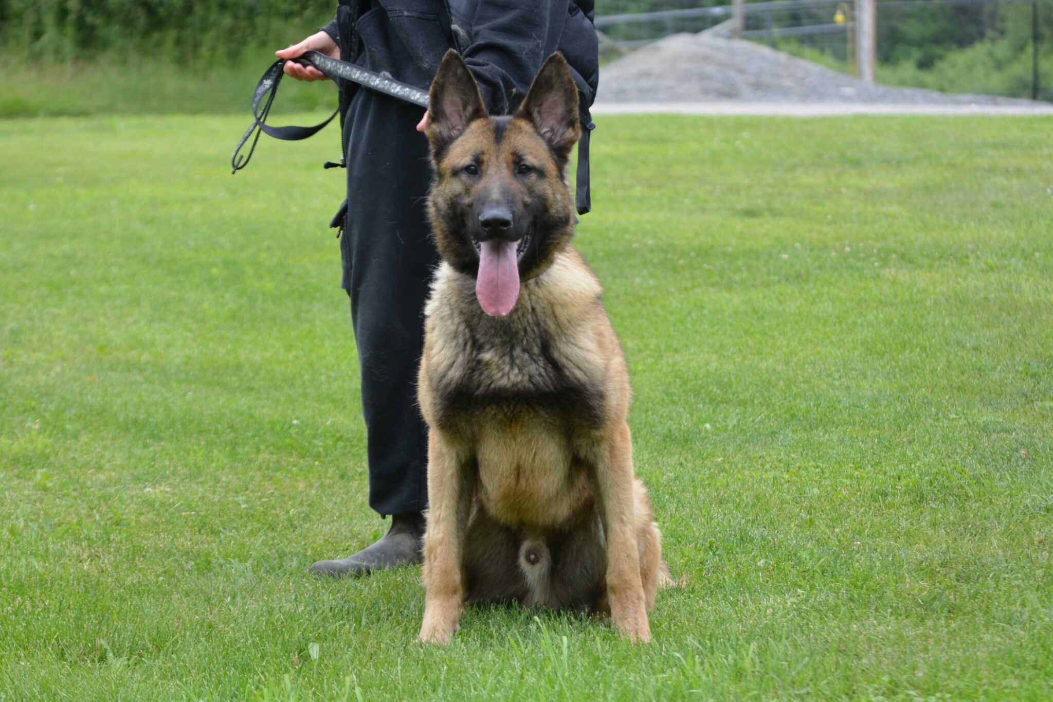 Protection Dogs Toronto | Guard Dogs Toronto | Shield K9 Dogs