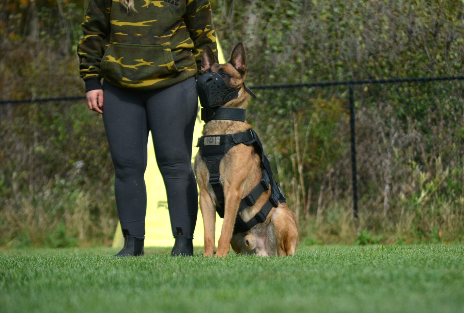 K9 Astro Executive Protector SOLD - ShieldK9 Dogs