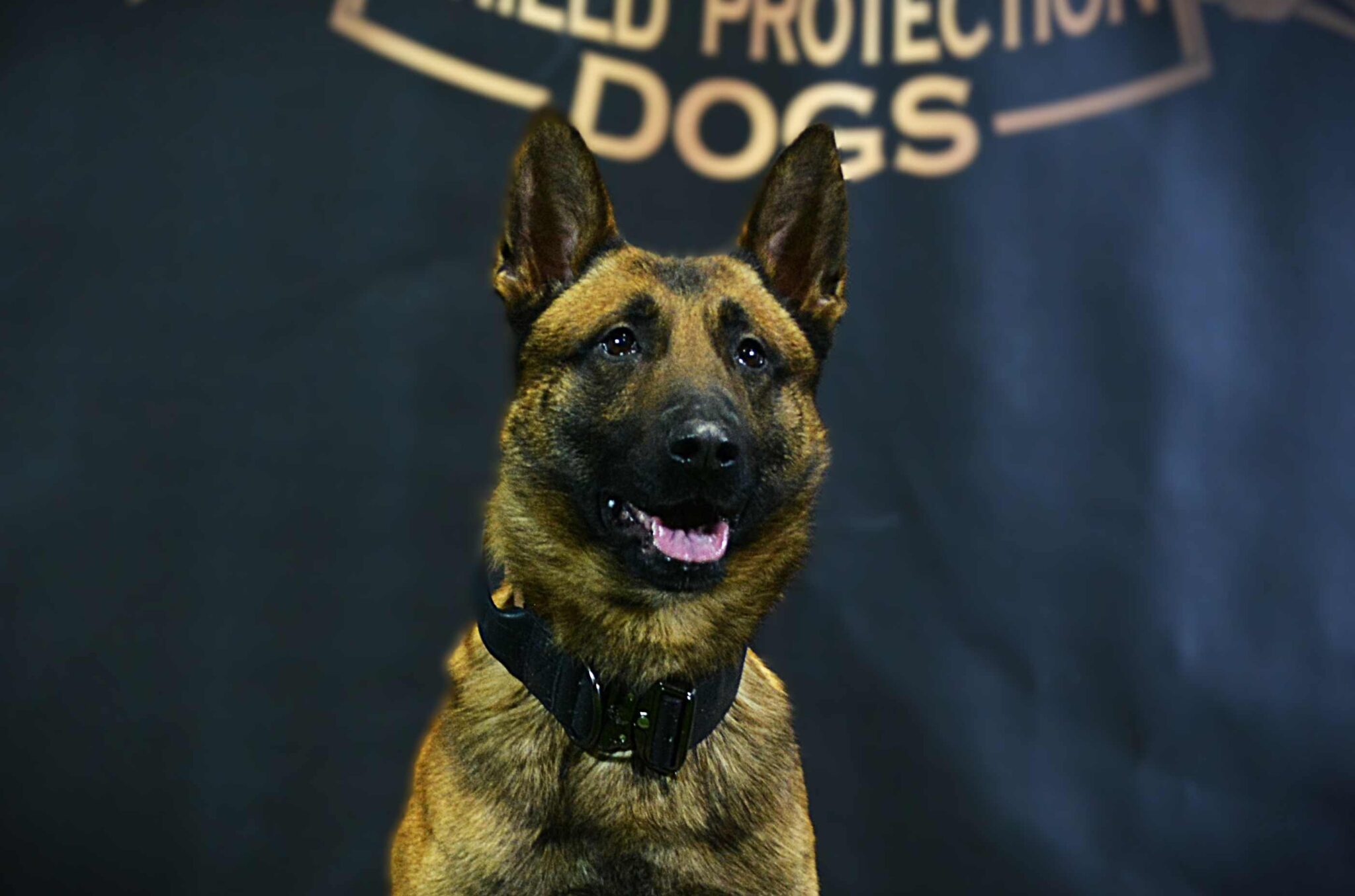 K9 Astro Executive Protector SOLD - ShieldK9 Dogs