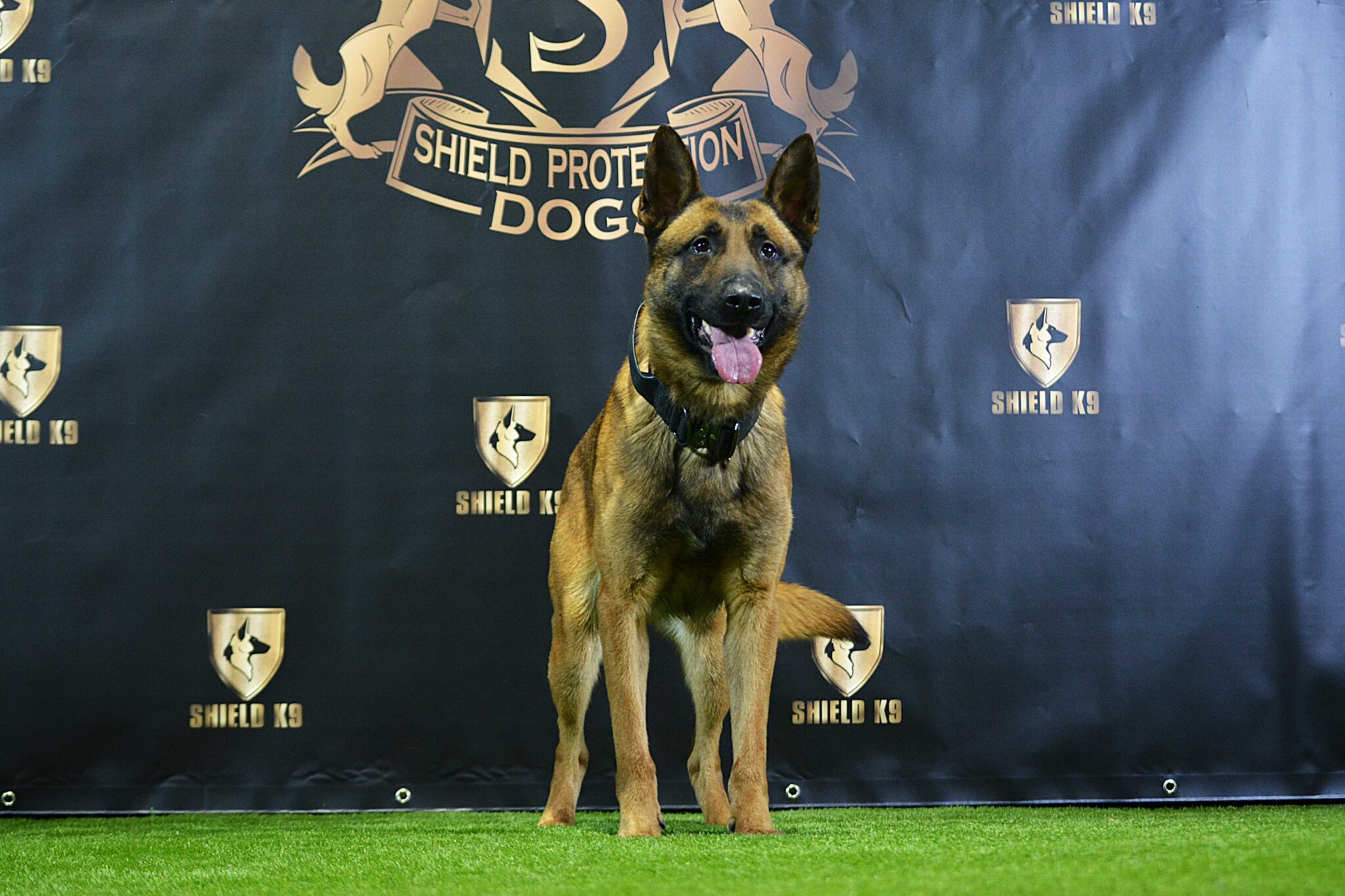 K9 Astro Executive Protector SOLD - ShieldK9 Dogs