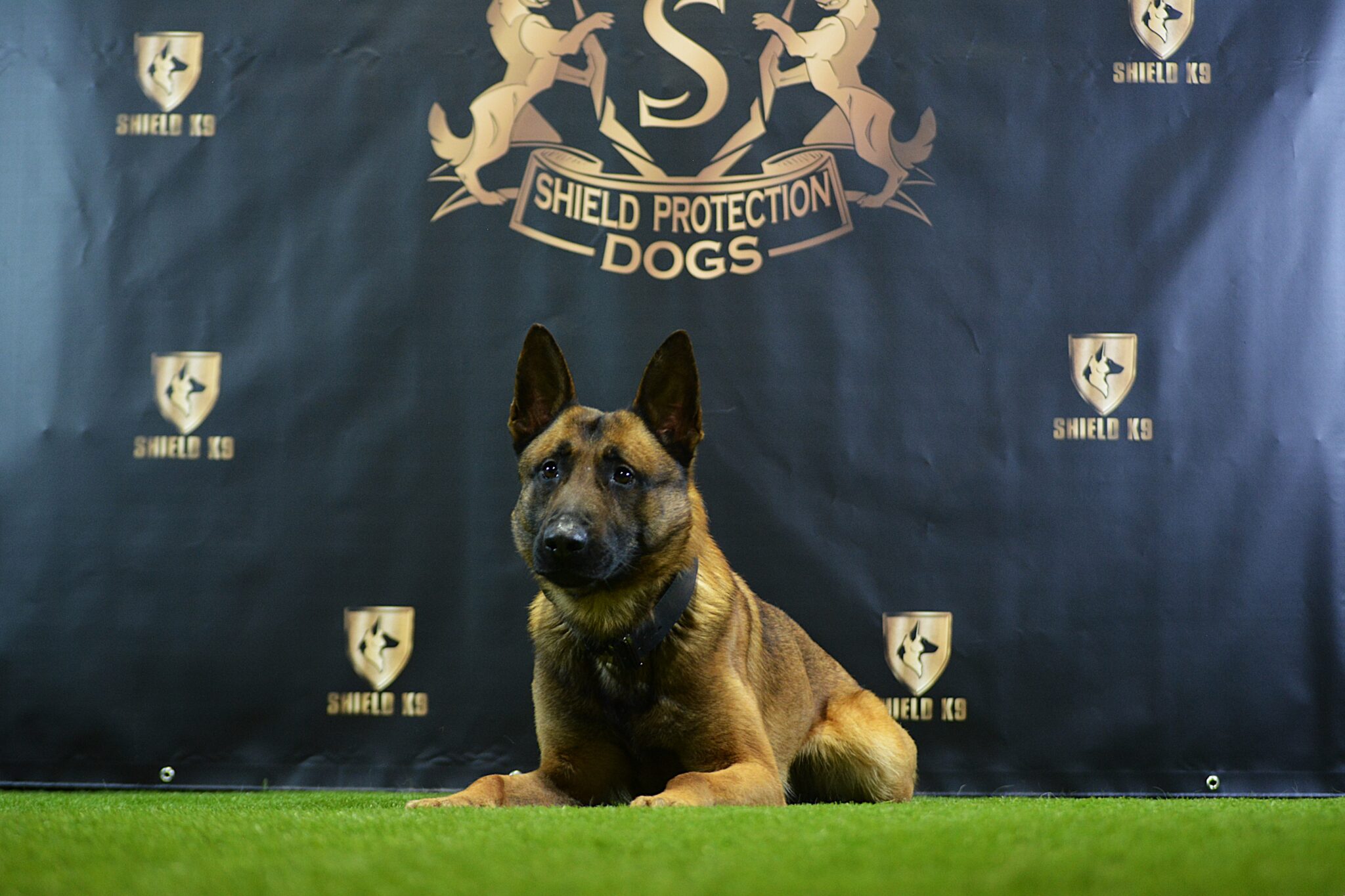 K9 Astro Executive Protector SOLD - ShieldK9 Dogs