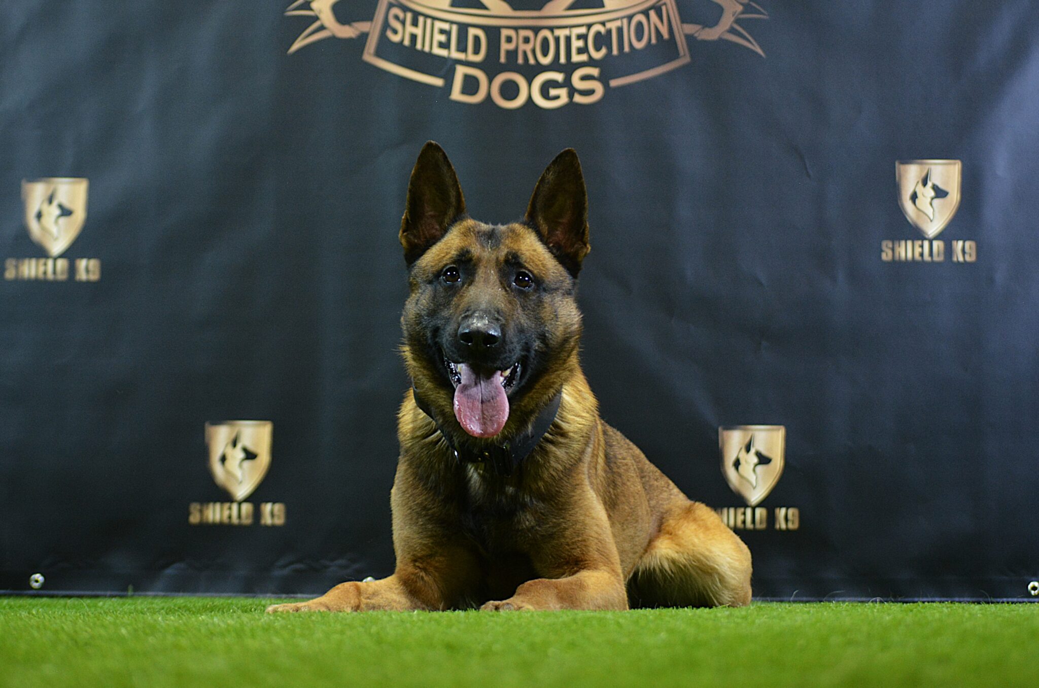 K9 Astro Executive Protector SOLD - ShieldK9 Dogs
