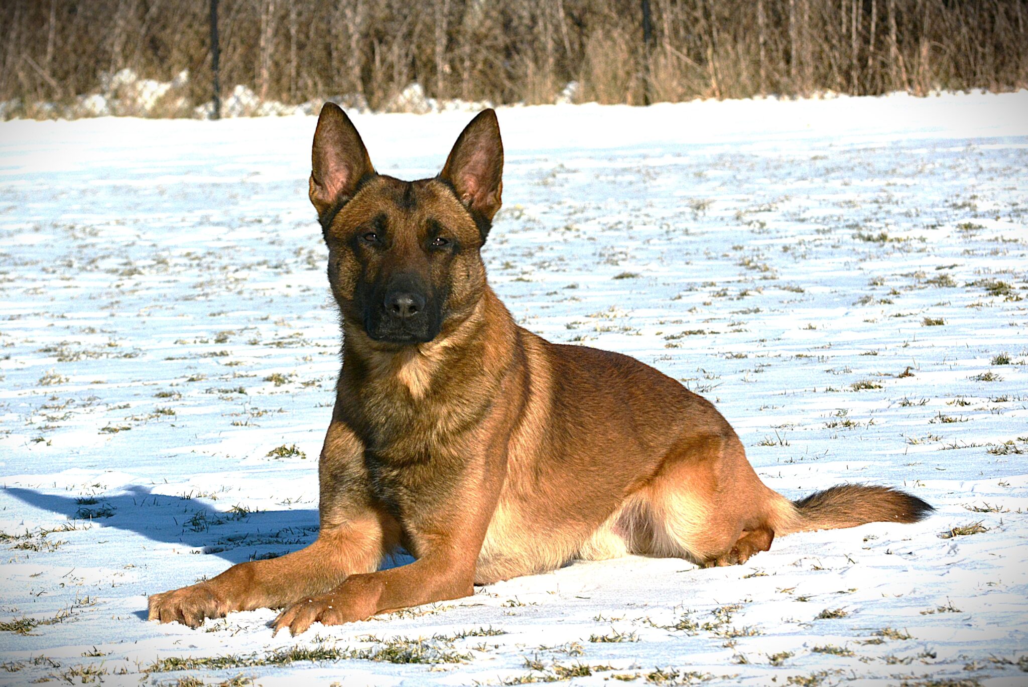 K9 Astro Executive Protector SOLD - ShieldK9 Dogs