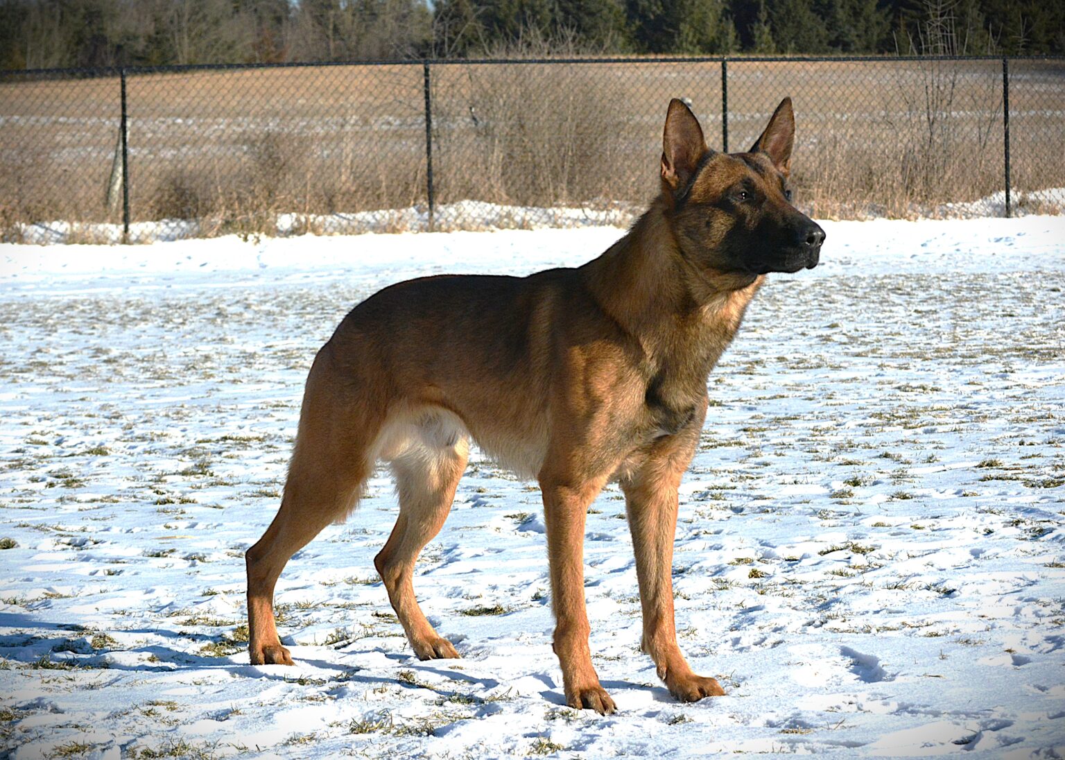 K9 Astro Executive Protector SOLD - ShieldK9 Dogs