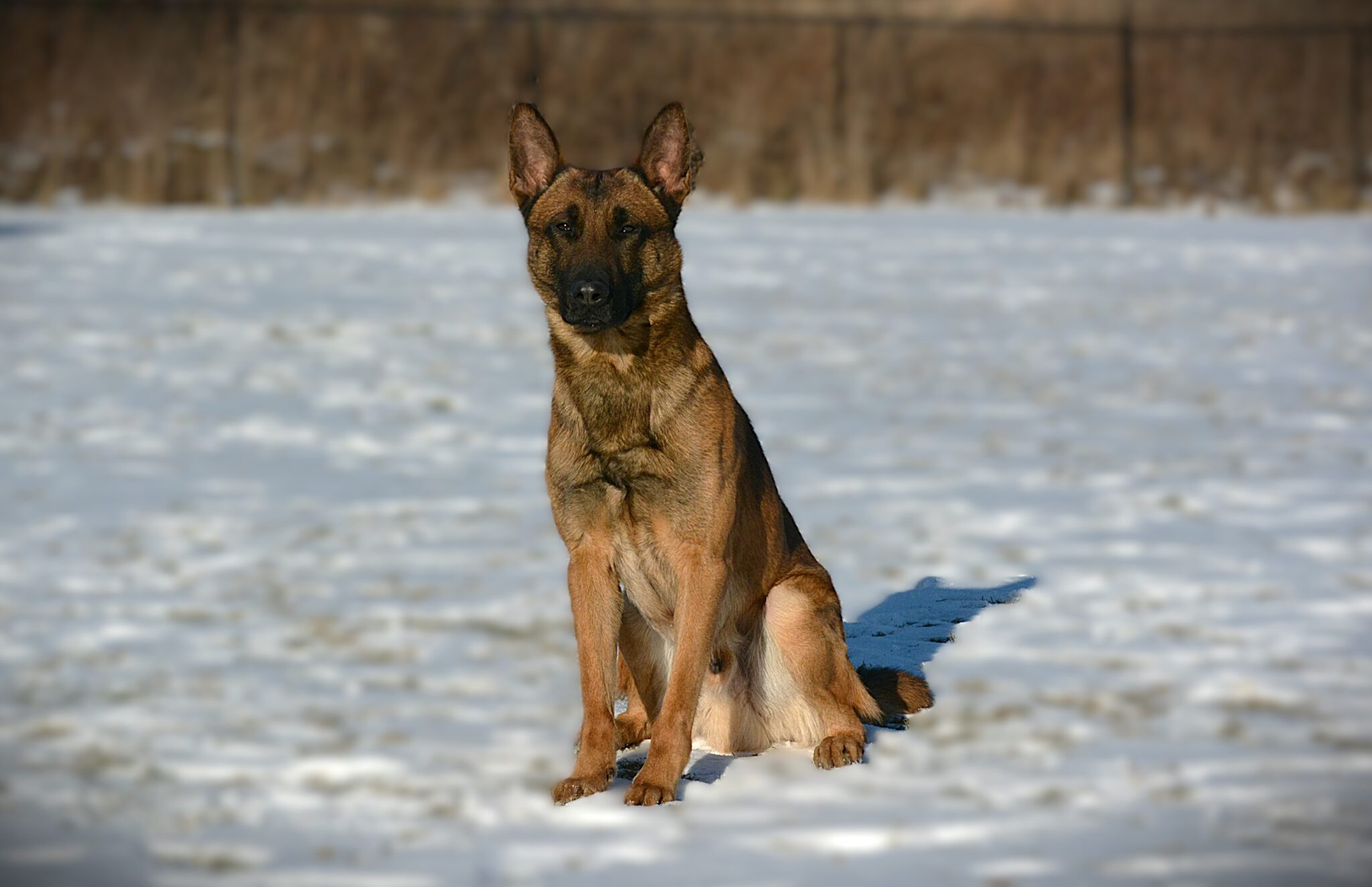 K9 Astro Executive Protector SOLD - ShieldK9 Dogs