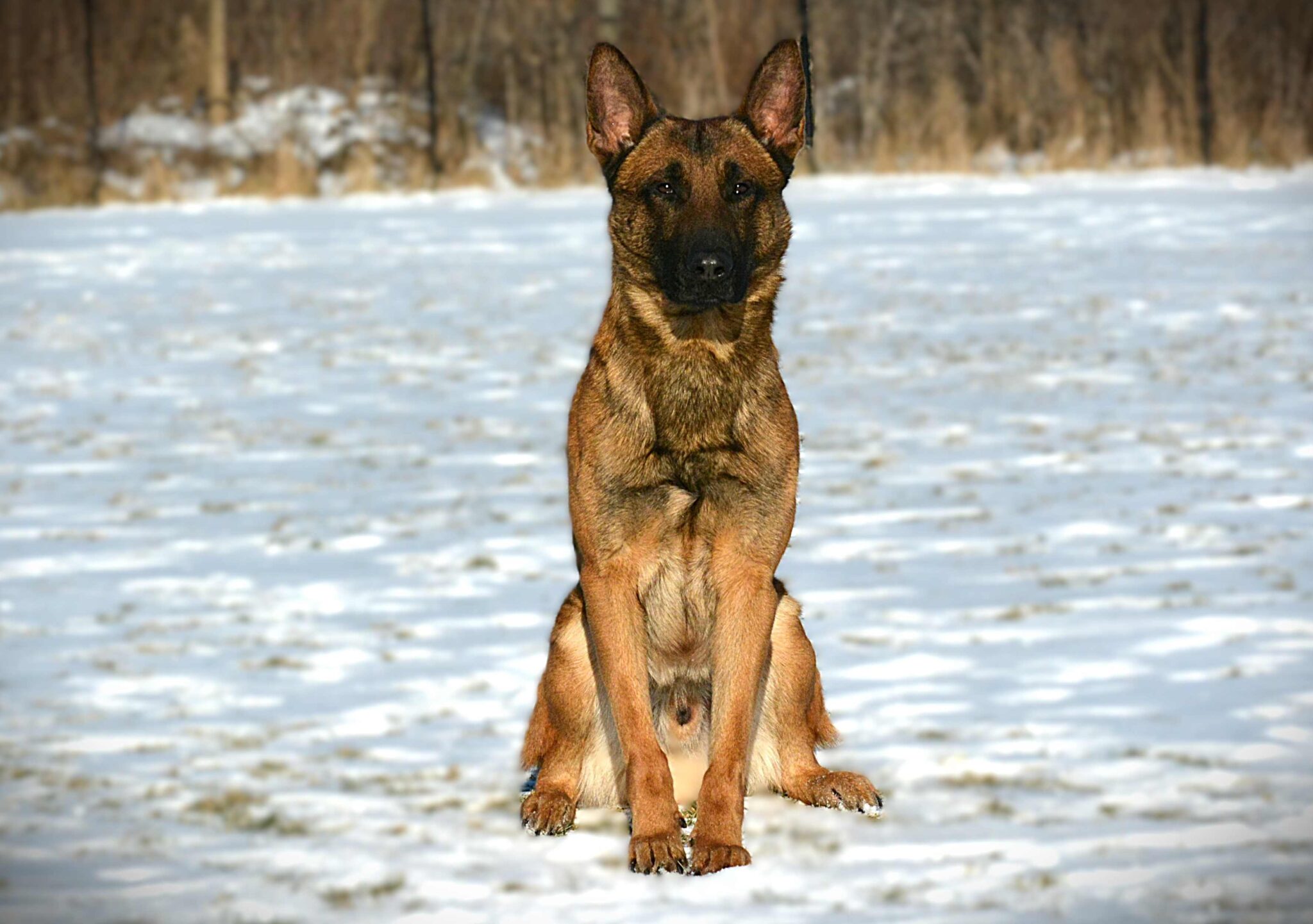K9 Astro Executive Protector SOLD - ShieldK9 Dogs