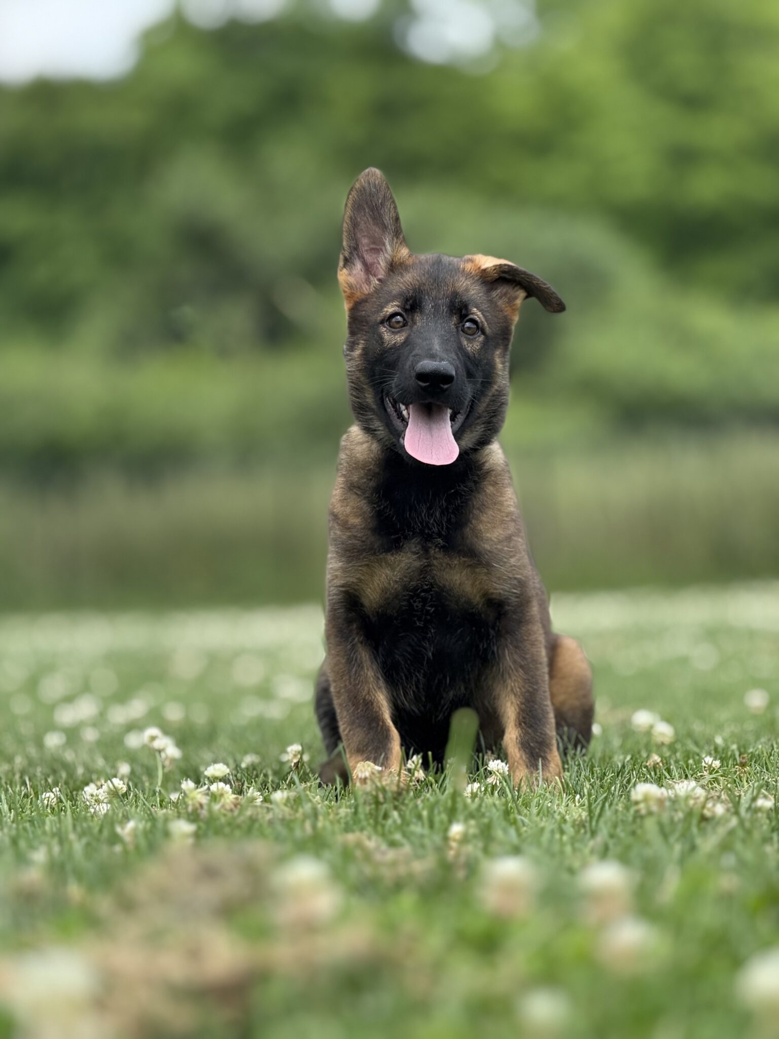 Available Trained Protection Dogs | Guard Dogs For Sale | Shield K9 Dogs