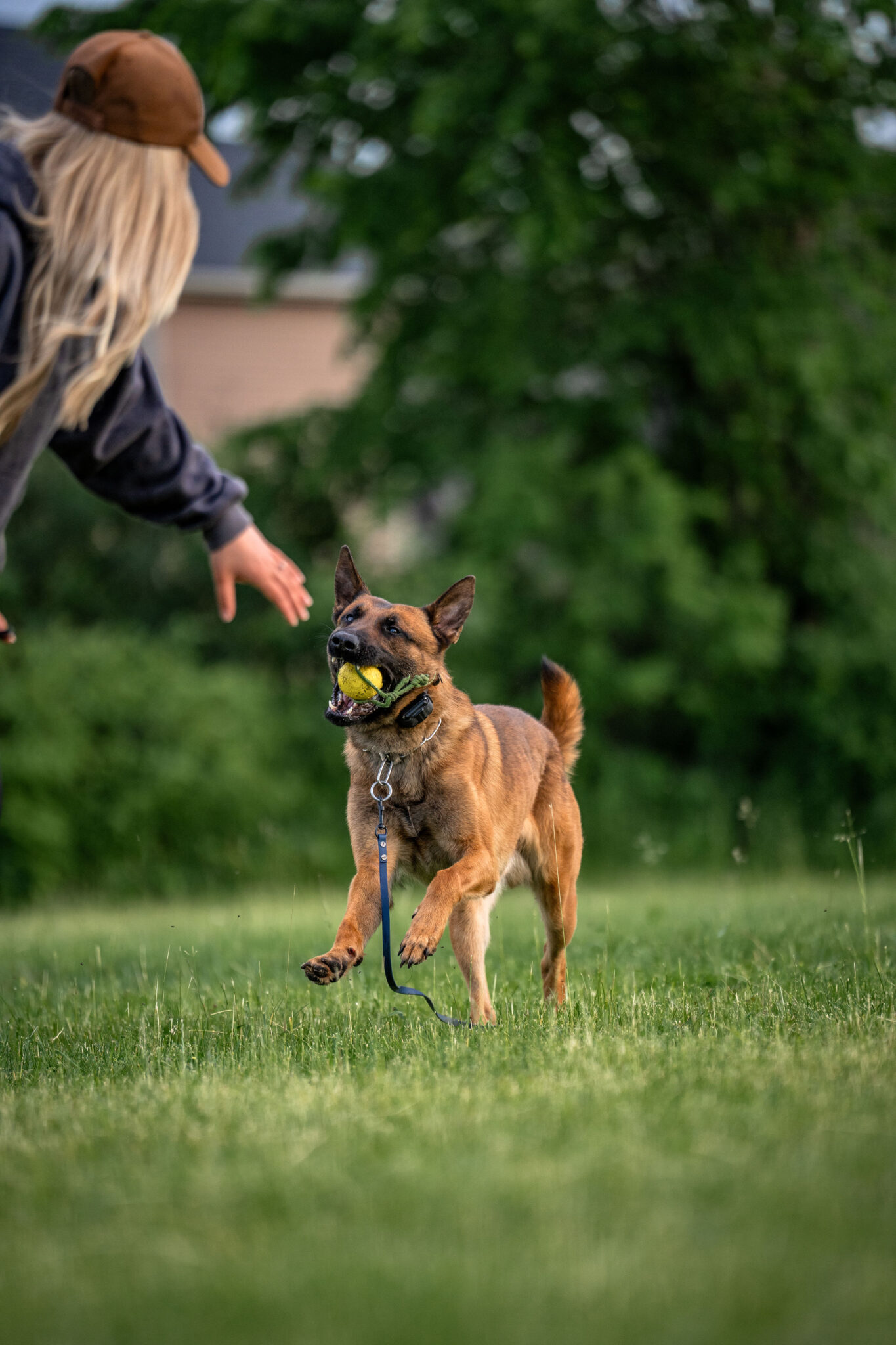 K9 Astro Executive Protector SOLD - ShieldK9 Dogs