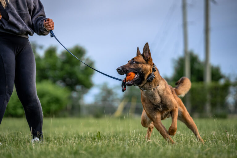 K9 Astro Executive Protector SOLD - ShieldK9 Dogs