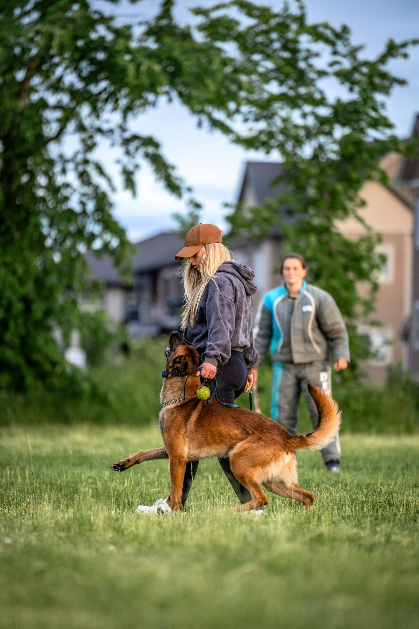 K9 Astro Executive Protector SOLD - ShieldK9 Dogs