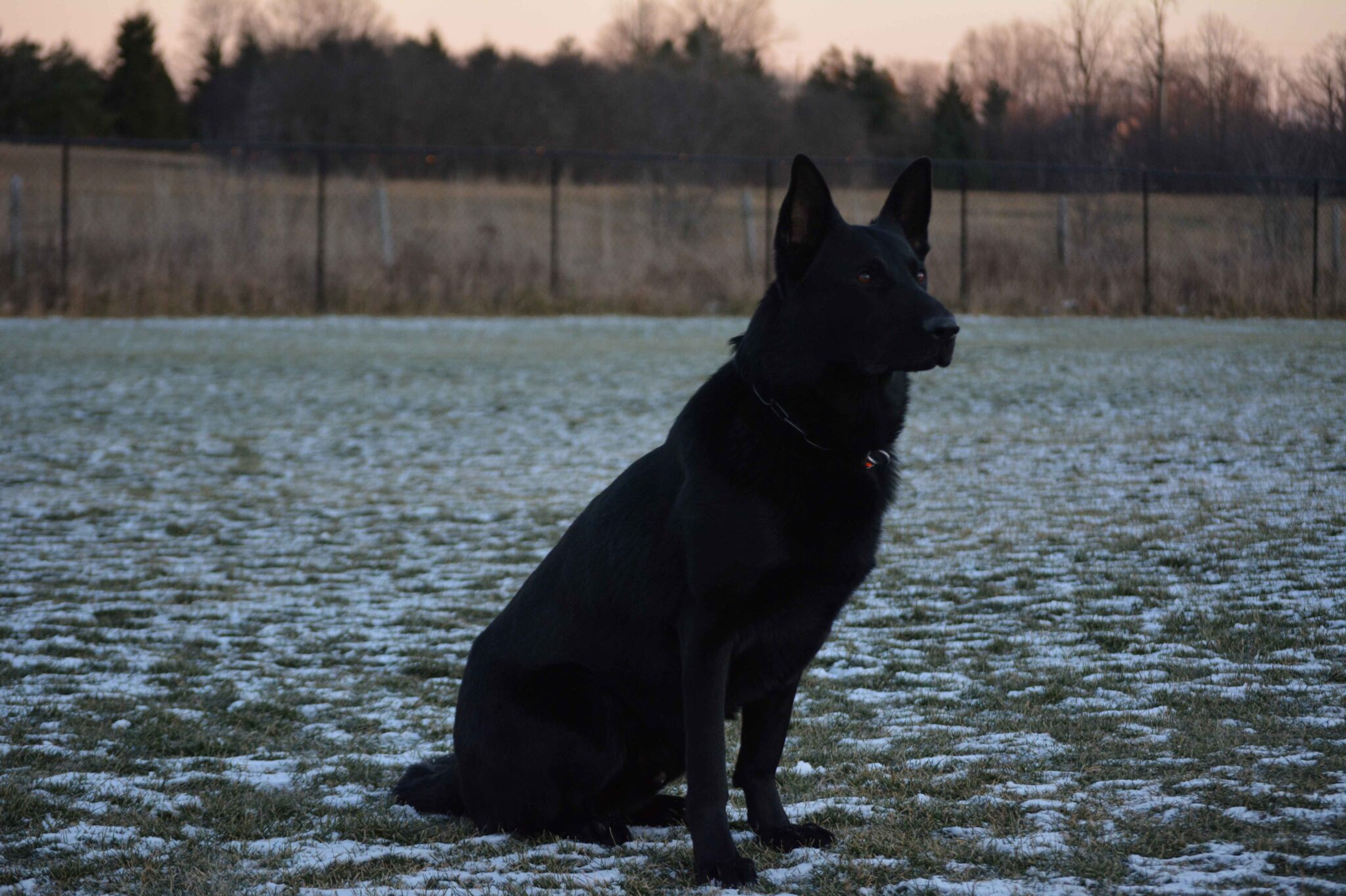K9 Charlie - FREEDOM Dog - ShieldK9 Dogs