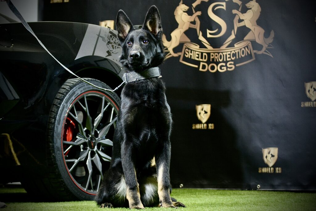 Hammer vom Shield - ShieldK9 Dogs