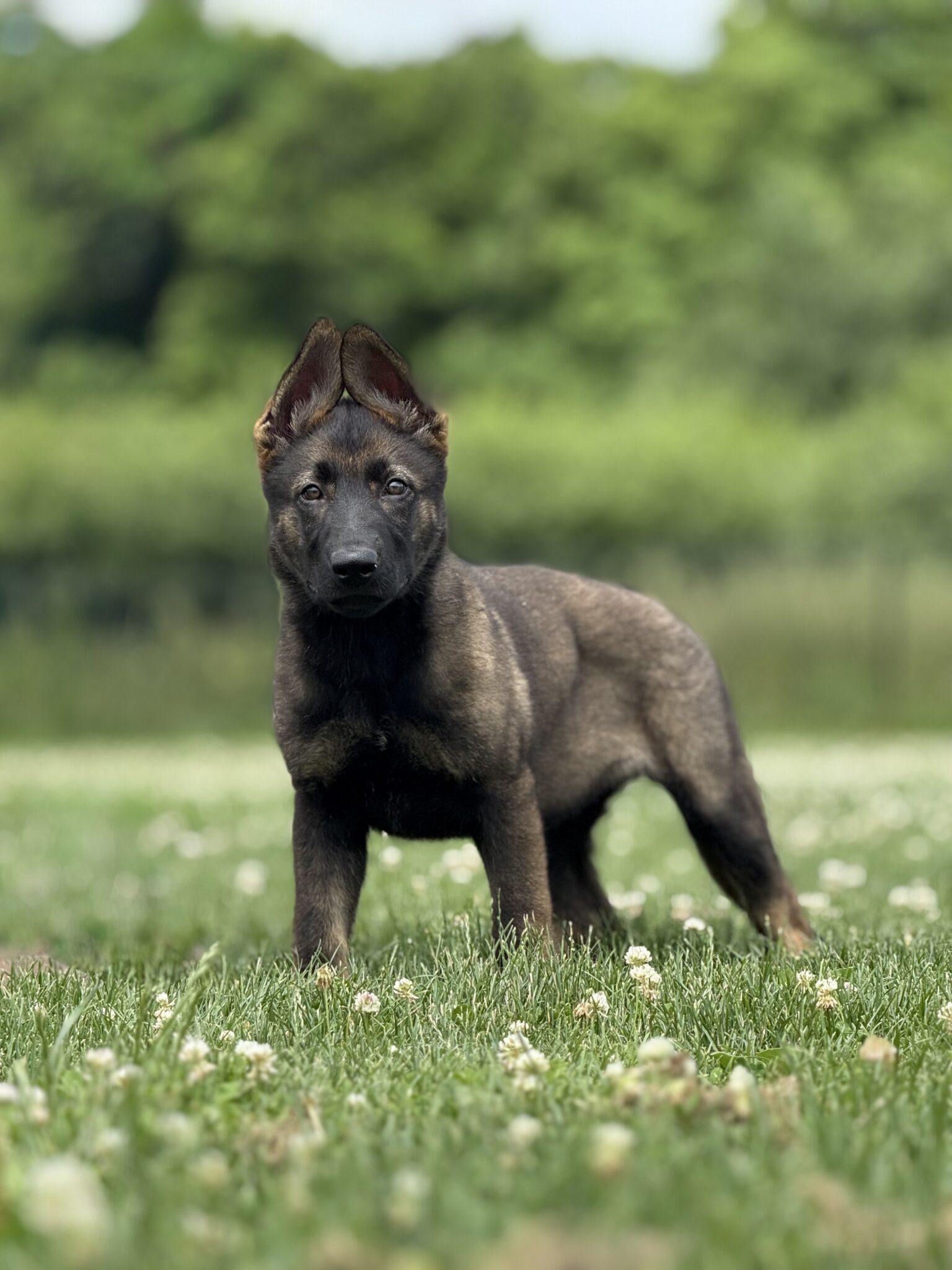 Available Trained Protection Dogs | Guard Dogs For Sale | Shield K9 Dogs