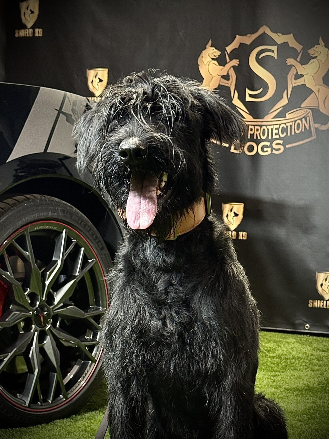 Fully Trained Protection Dogs For Sale | Guard Dogs For Sale | Shield ...