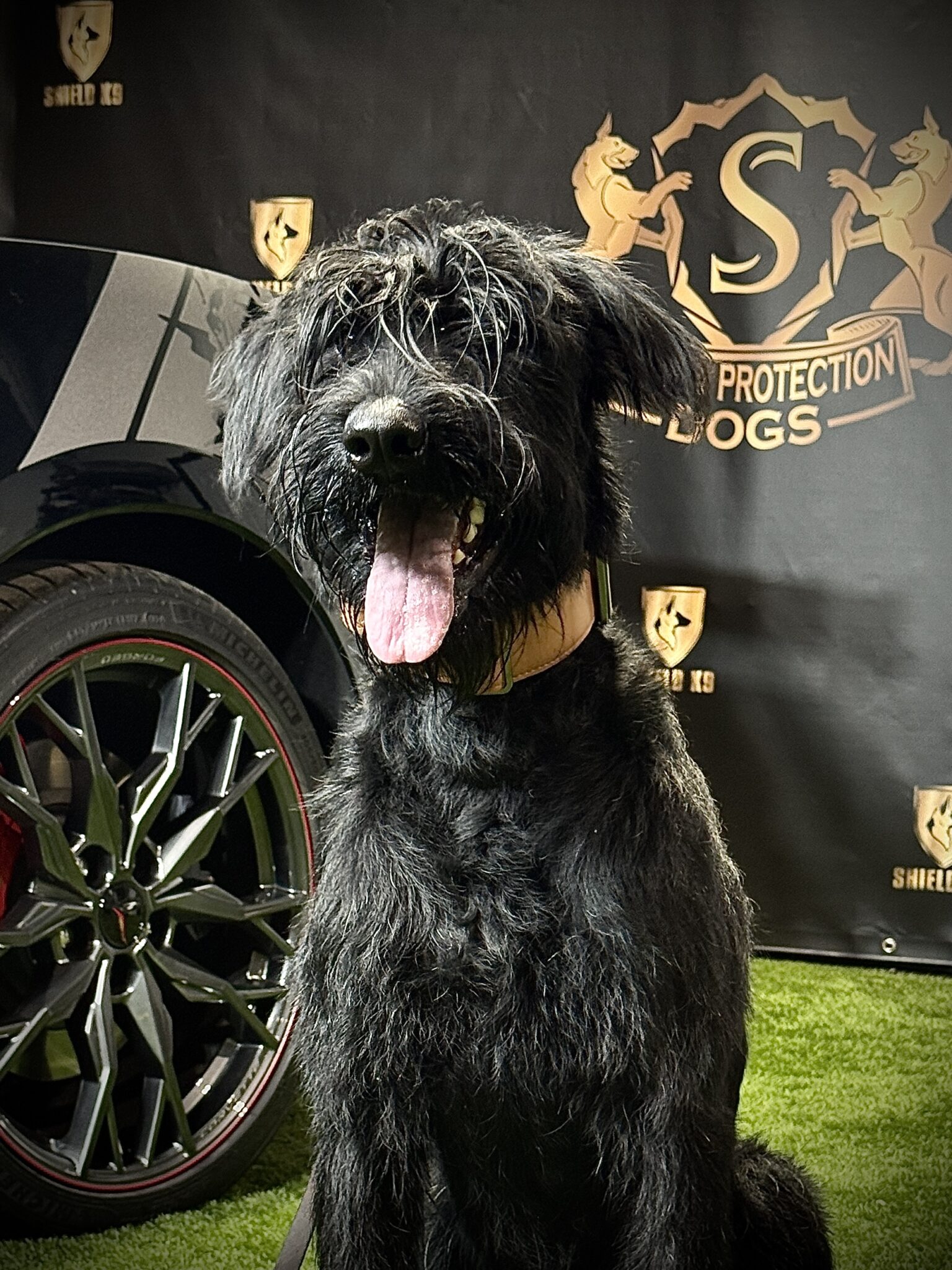 Available Trained Protection Dogs | Guard Dogs For Sale | Shield K9 Dogs