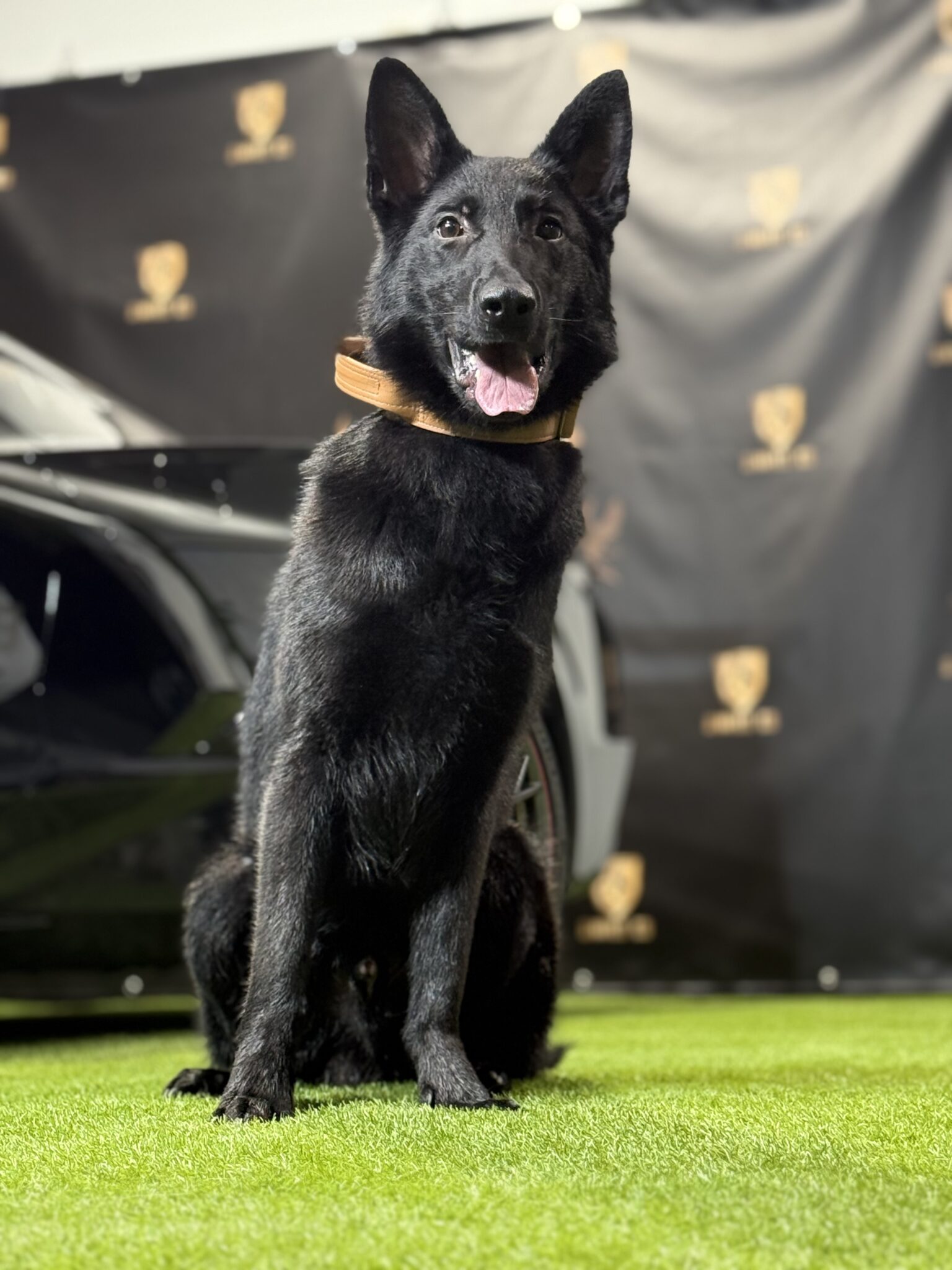 Fully Trained Protection Dogs For Sale | Guard Dogs For Sale | Shield ...